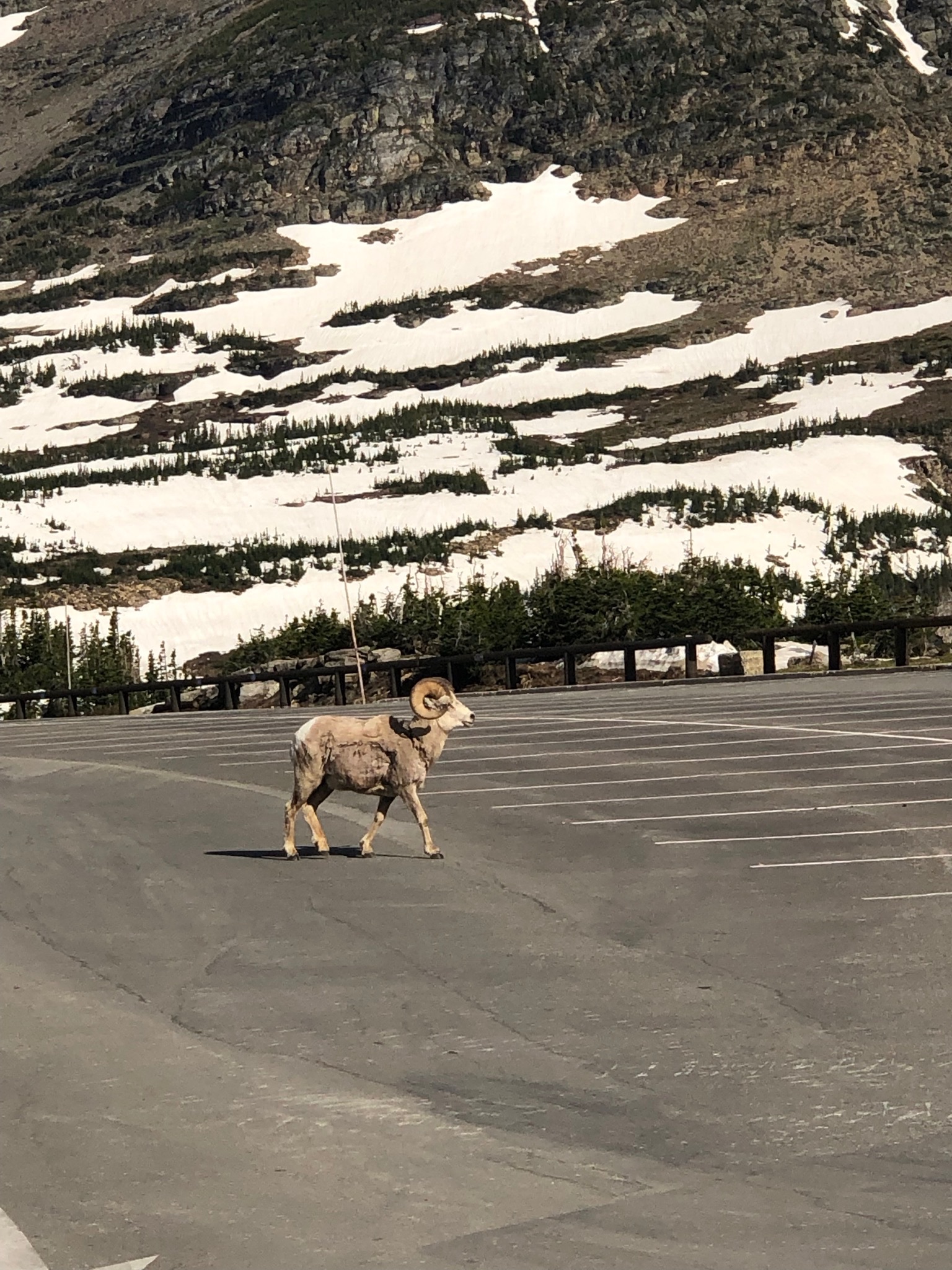 Glacier National Park Itinerary: Logan Pass - Big Sky Explorer